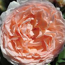 Guy’s In The Garden | HSN