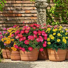 Guy’s In The Garden | HSN