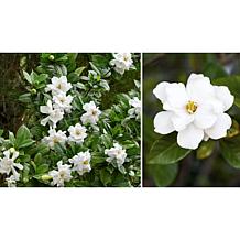 Leaf & Petal Designs - Flowers, Plants & Plant Food | HSN