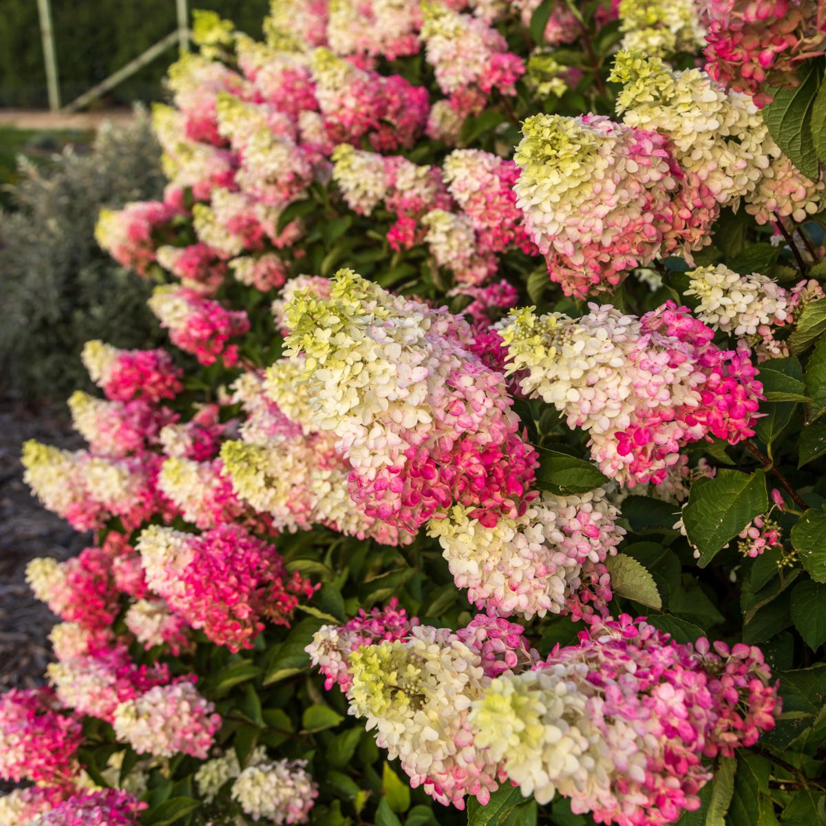 Leaf & Petal Berry White® Hydrangea | HSN