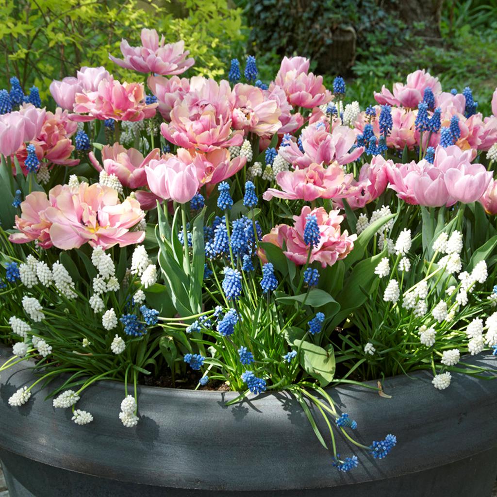 Spring Bulb Garden Set of 50 bulbs - 8563118 | HSN