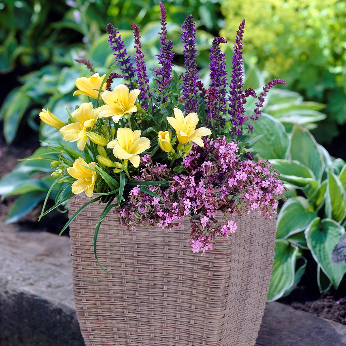 VanZyverden Patio Garden Kit w Ratten Planter, Planting Medium & Roots ...