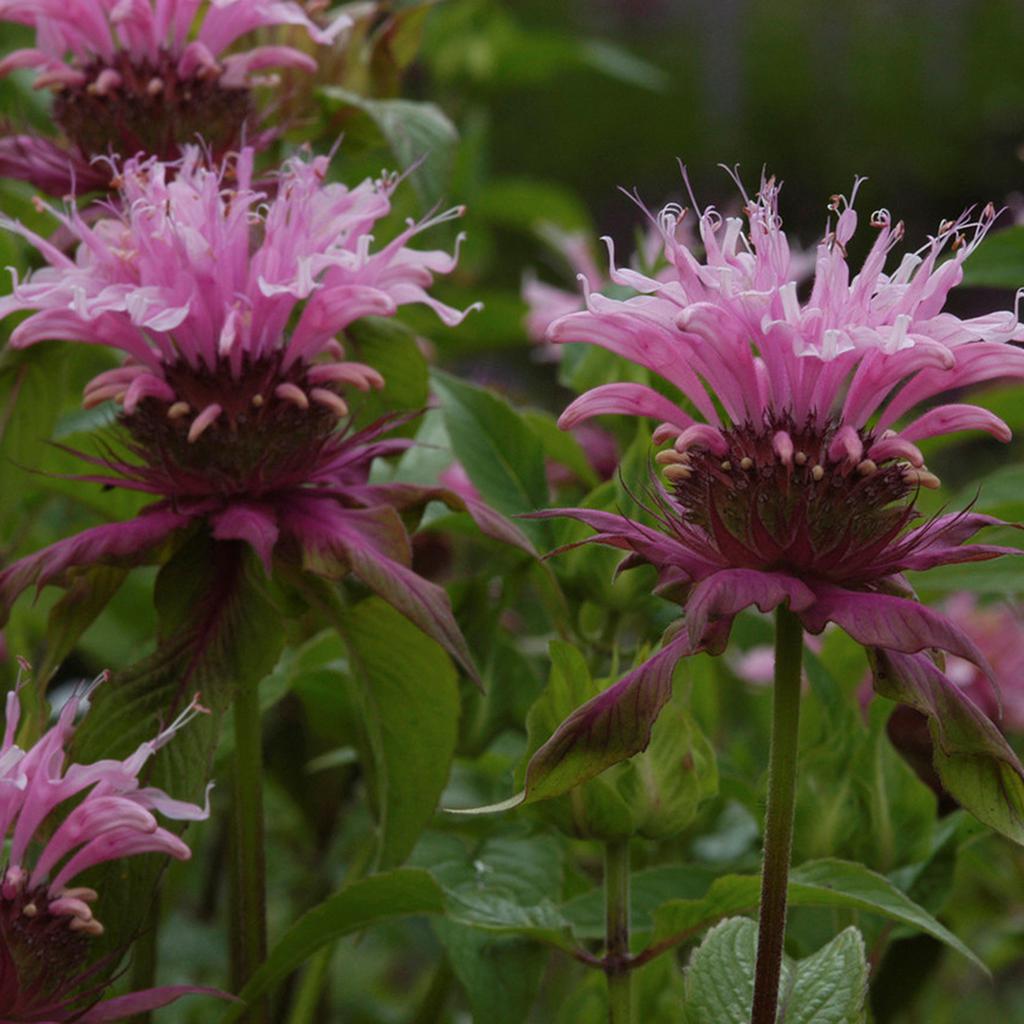 Bee Balm Beauty Of Cobham Set of 5 Roots - 8962276 | HSN