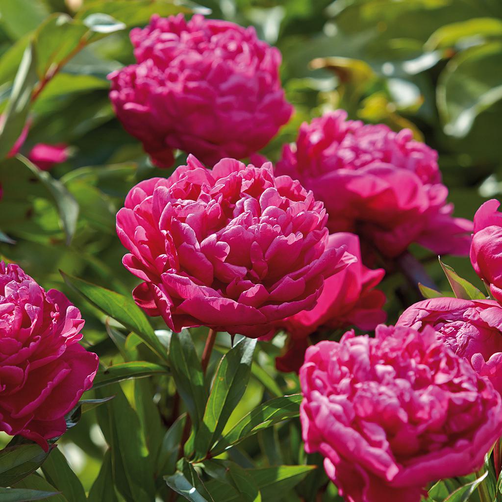 Peony Karl Rosenfield